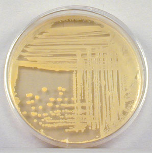 Staphylococcus Aureus Plate